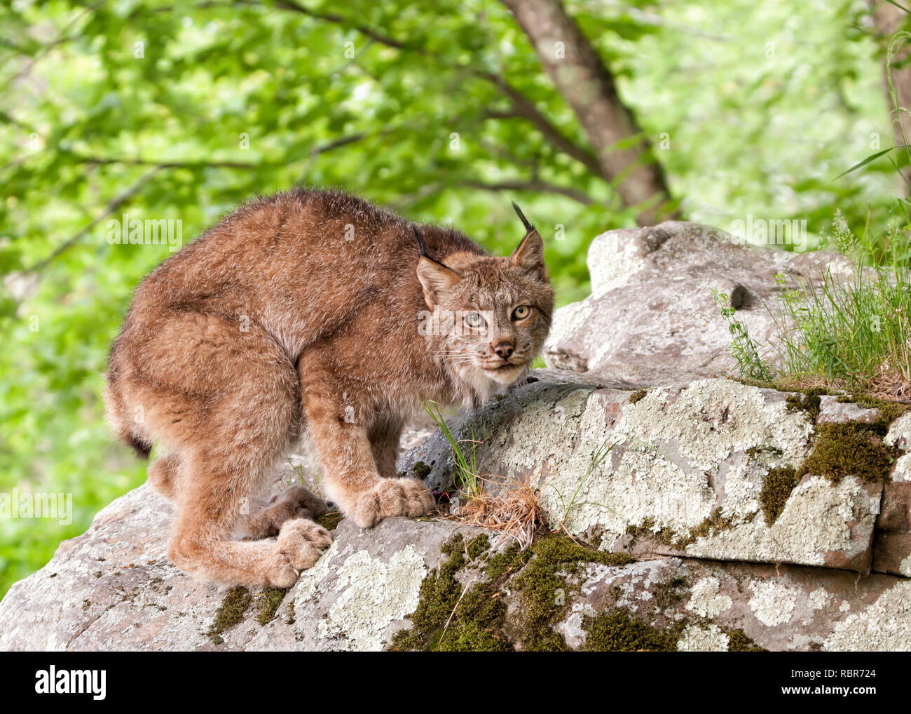 Lynx looking into the camera hi-res stock photography and images - Alamy