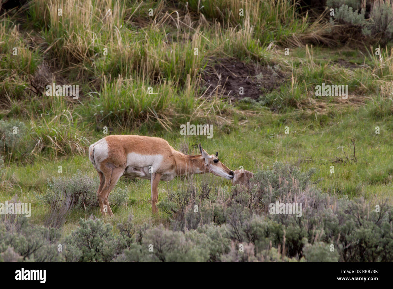Baby Antelope Pronghorn High Resolution Stock Photography and Images ...