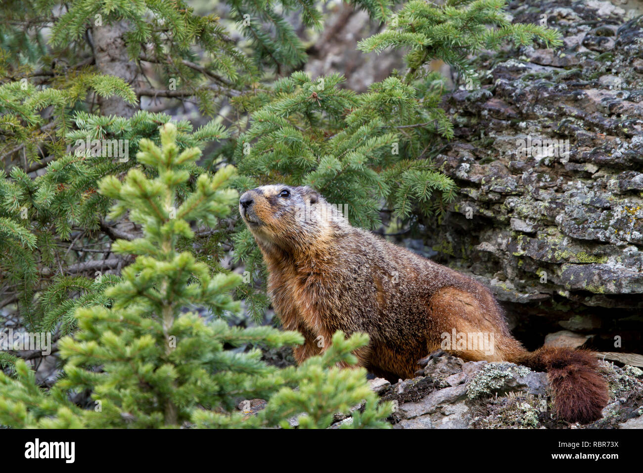 Yellow bellied rock chuck marmota flaviventris hi-res stock photography ...