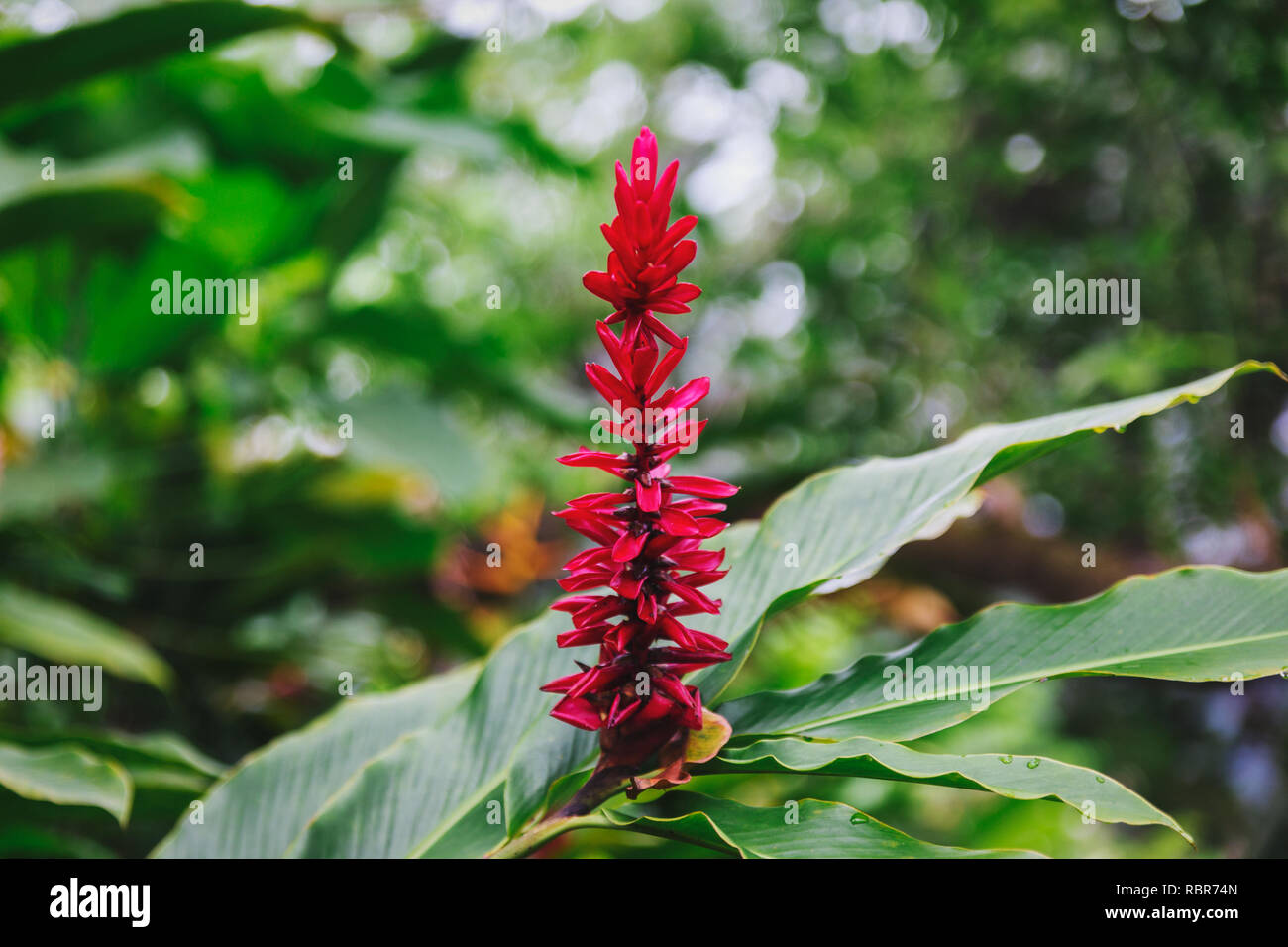 Alpinia purpurata flower, or red ginger, close view in tropical garden ...