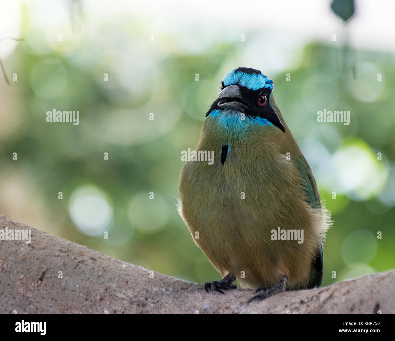 Blue-Crowned Motmot perched Stock Photo - Alamy