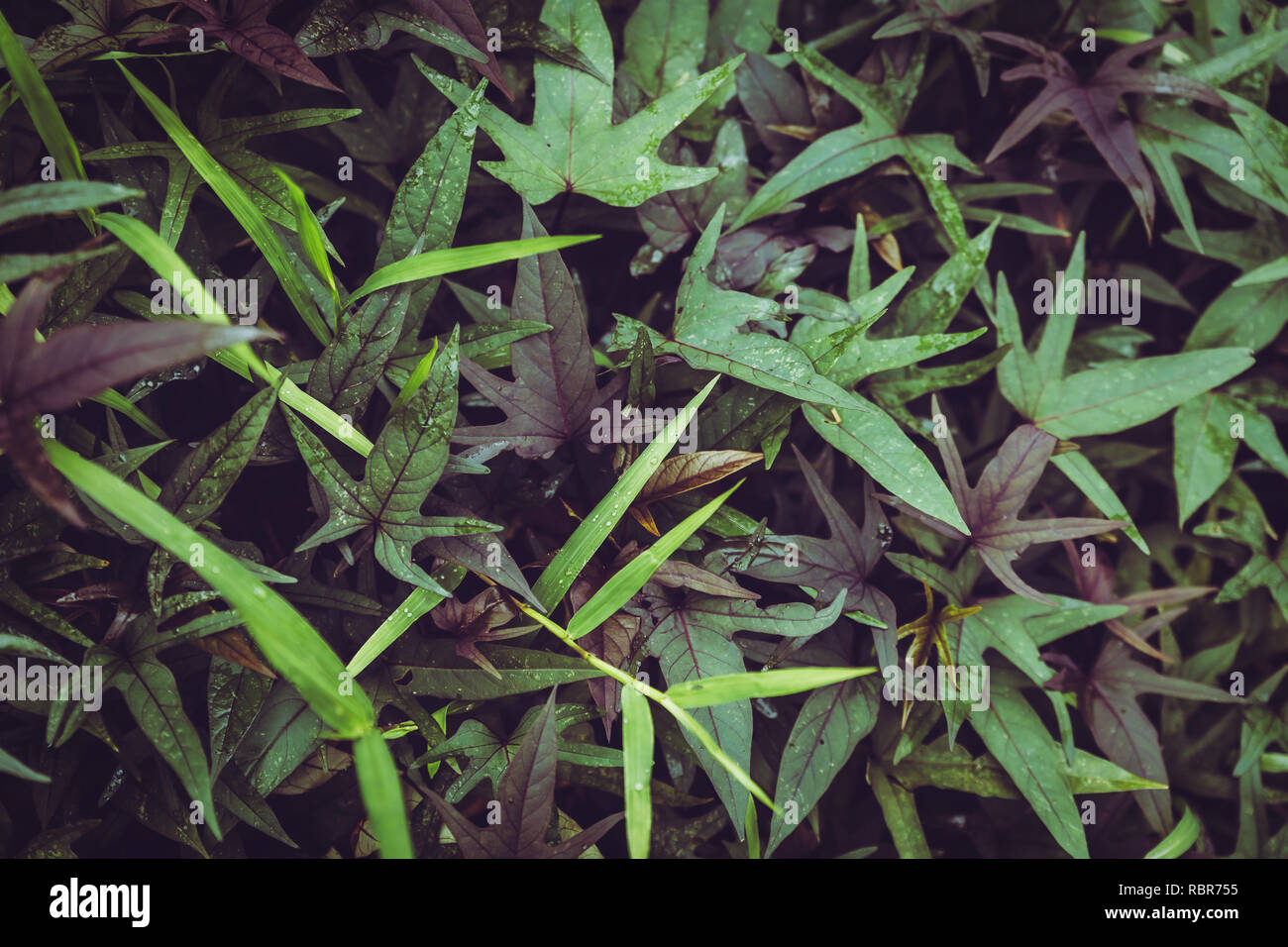 Dark foliage texture background image Stock Photo - Alamy