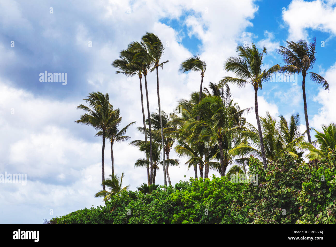Palm trees on tropical beach in Haleiwa, North shore of Oahu, Hawaii ...