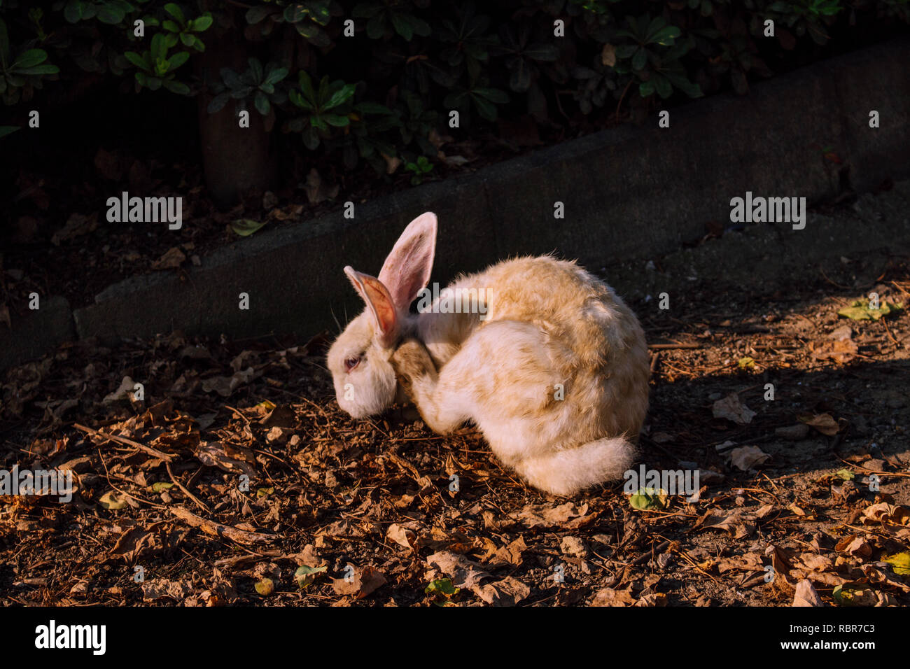 Rabbit. Beige rabbit in the Park of Benalmadena, Andalusia, Spain Stock ...