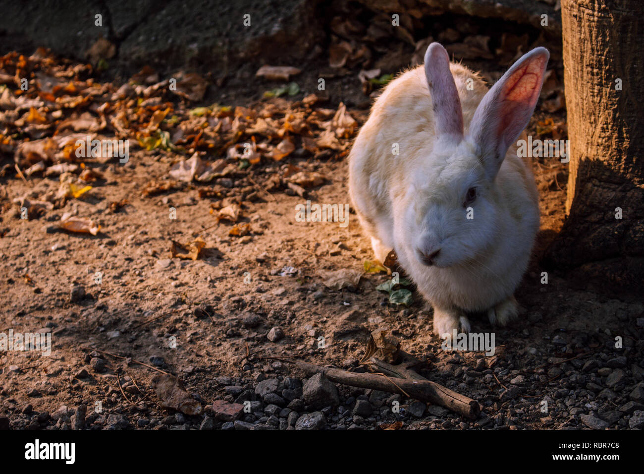 Pygmy Rabbit High Resolution Stock Photography and Images - Alamy