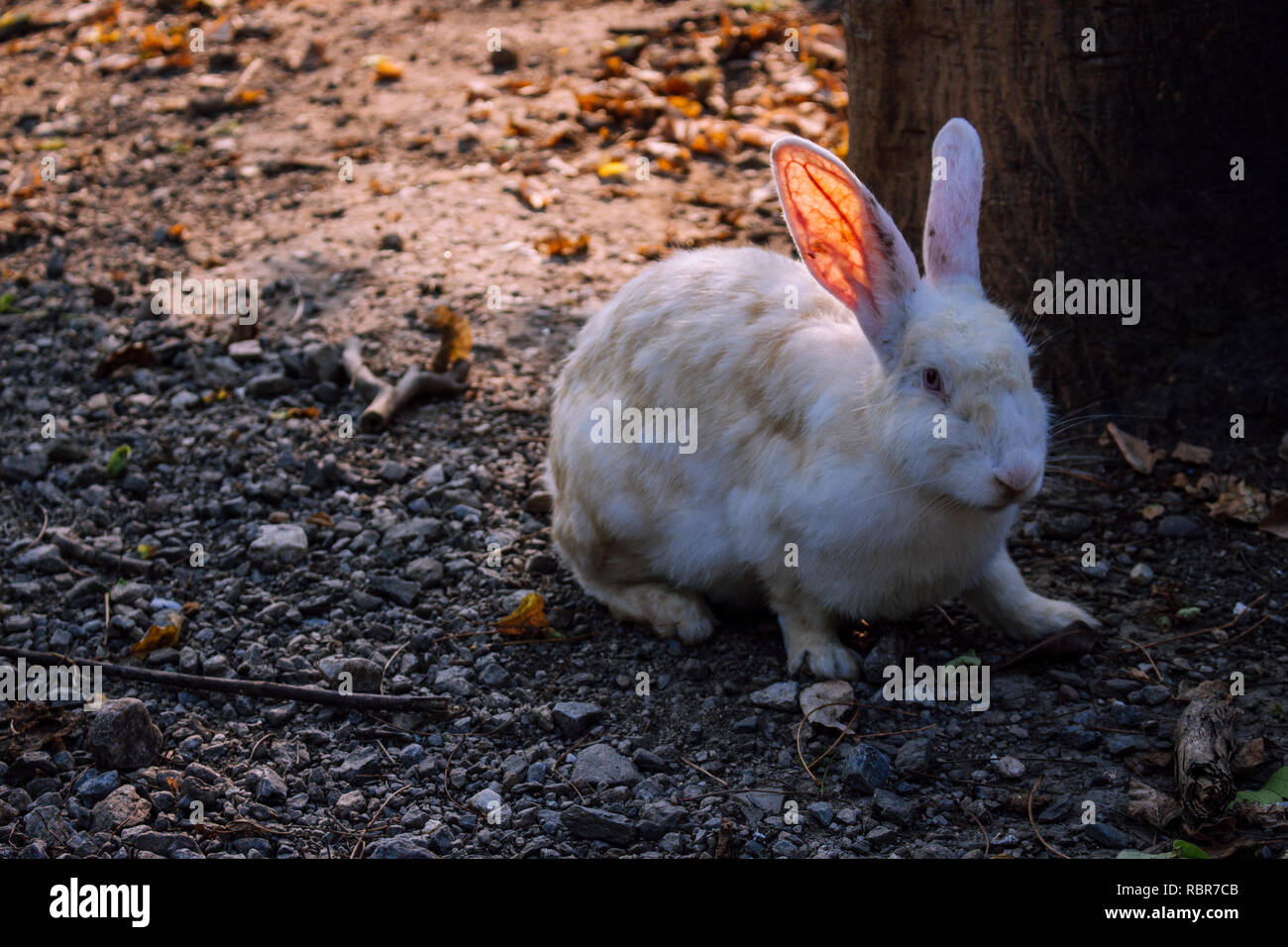 Rabbit. Beige rabbit in the Park of Benalmadena, Andalusia, Spain Stock ...