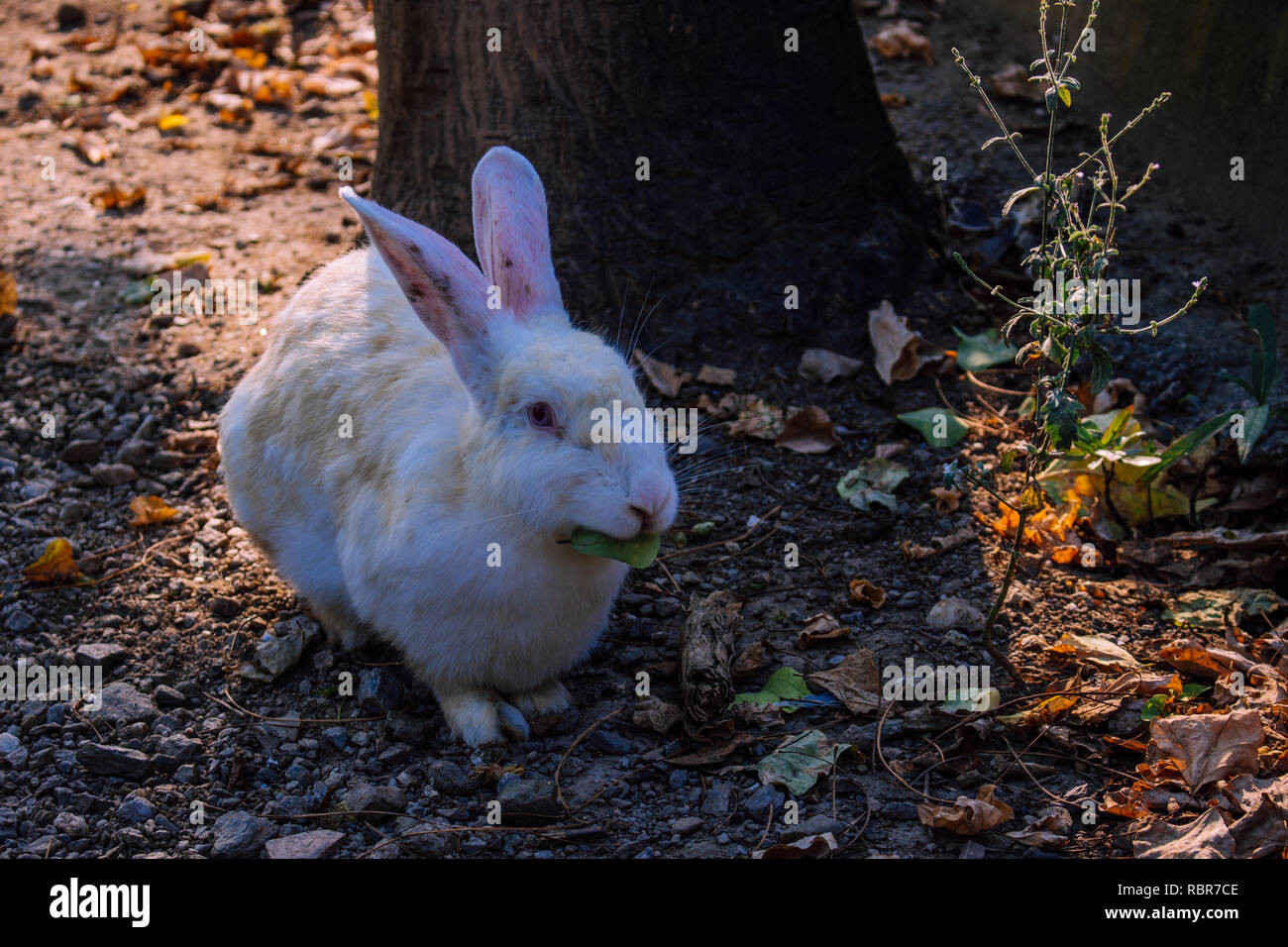 Rabbit. Beige rabbit in the Park of Benalmadena, Andalusia, Spain Stock ...