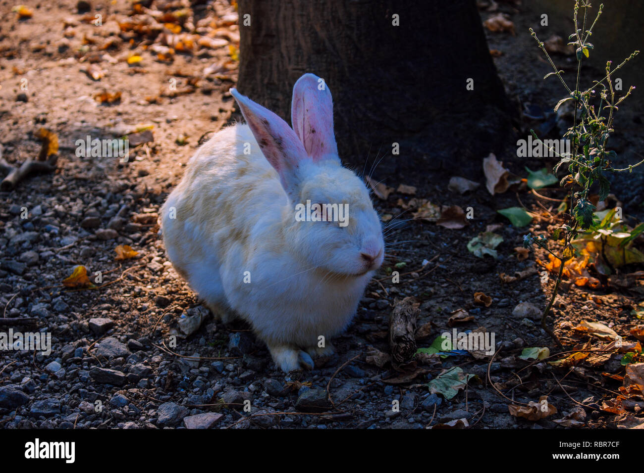 Rabbit. Beige rabbit in the Park of Benalmadena, Andalusia, Spain Stock ...