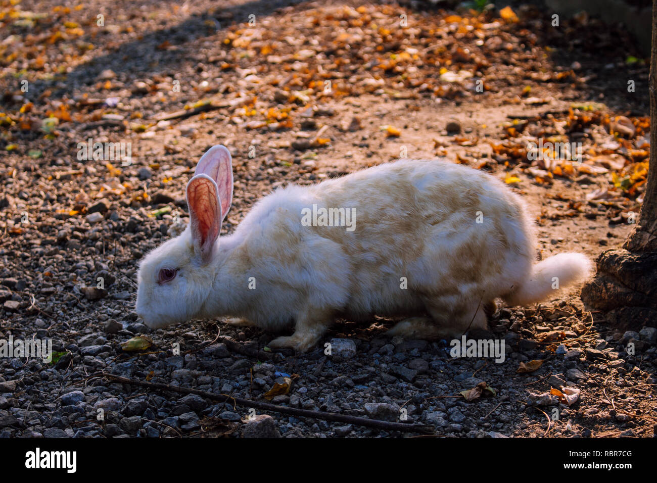 Pygmy rabbit wild hi-res stock photography and images - Alamy