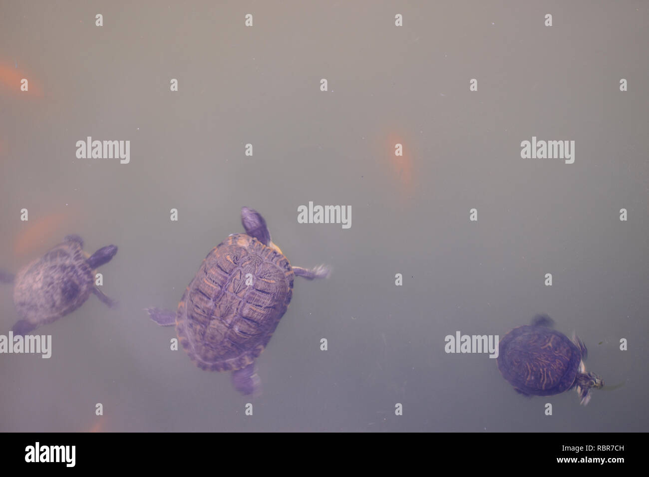 Turtle. Turtles in the pond in the Park of Benalmadena, Andalusia ...