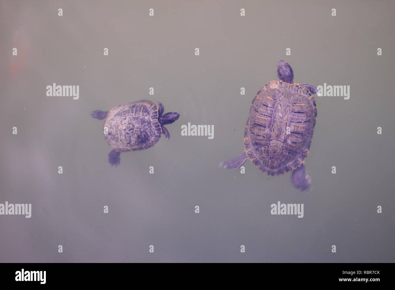 Turtle. Turtles in the pond in the Park of Benalmadena, Andalusia ...