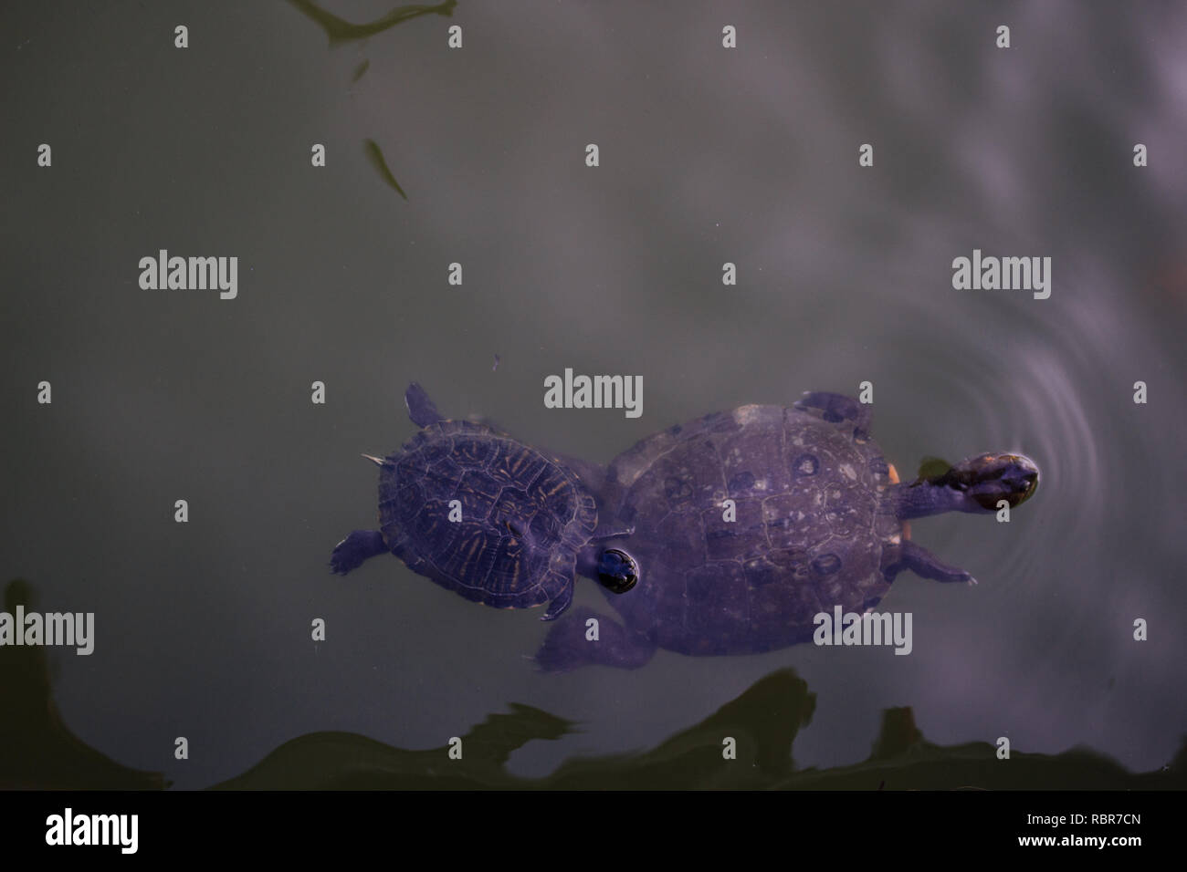 Turtle. Turtles in the pond in the Park of Benalmadena, Andalusia ...