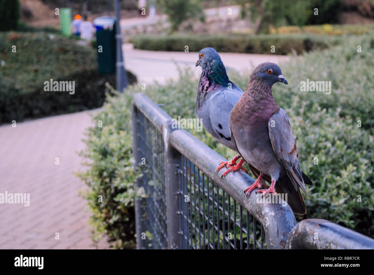 Pigeons two park fence pigeon hi-res stock photography and images - Alamy