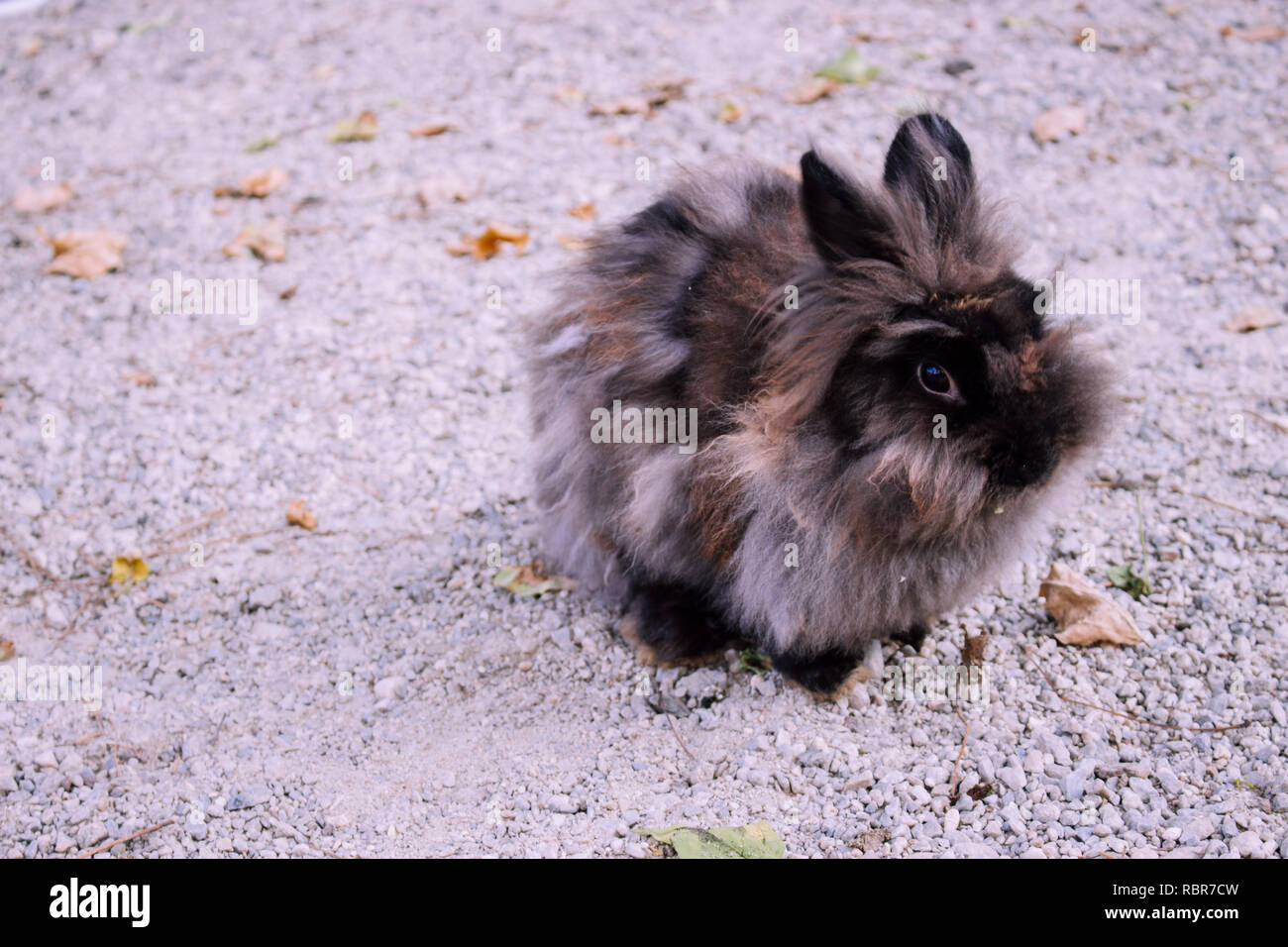 Rabbit. Fluffy gray rabbit in the Park of Benalmadena, Andalusia, Spain ...