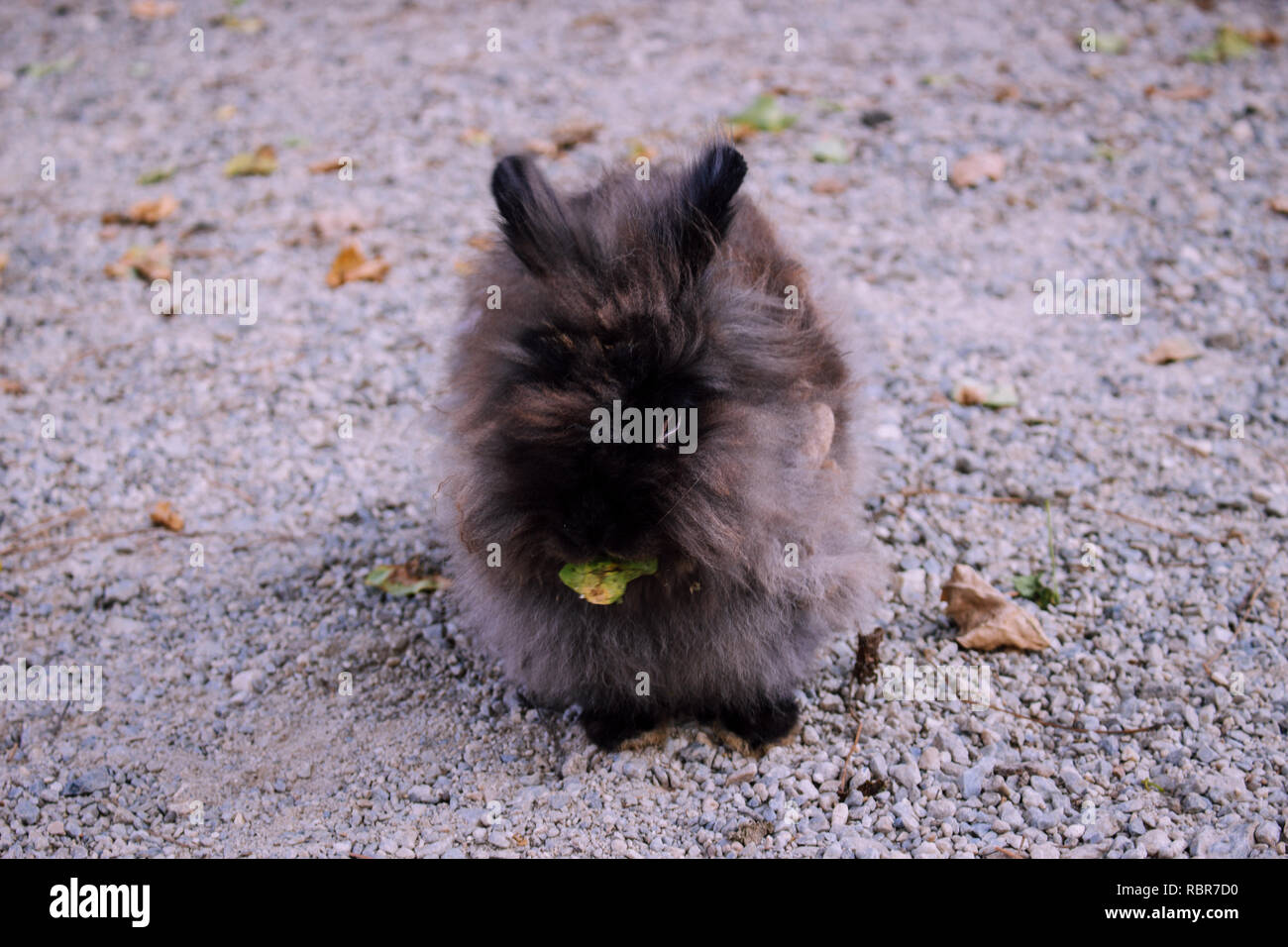 Rabbit. Fluffy gray rabbit in the Park of Benalmadena, Andalusia, Spain ...