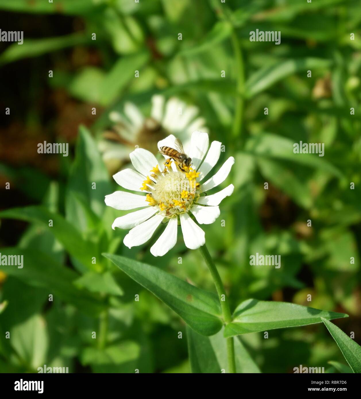 bee and flower Stock Photo - Alamy
