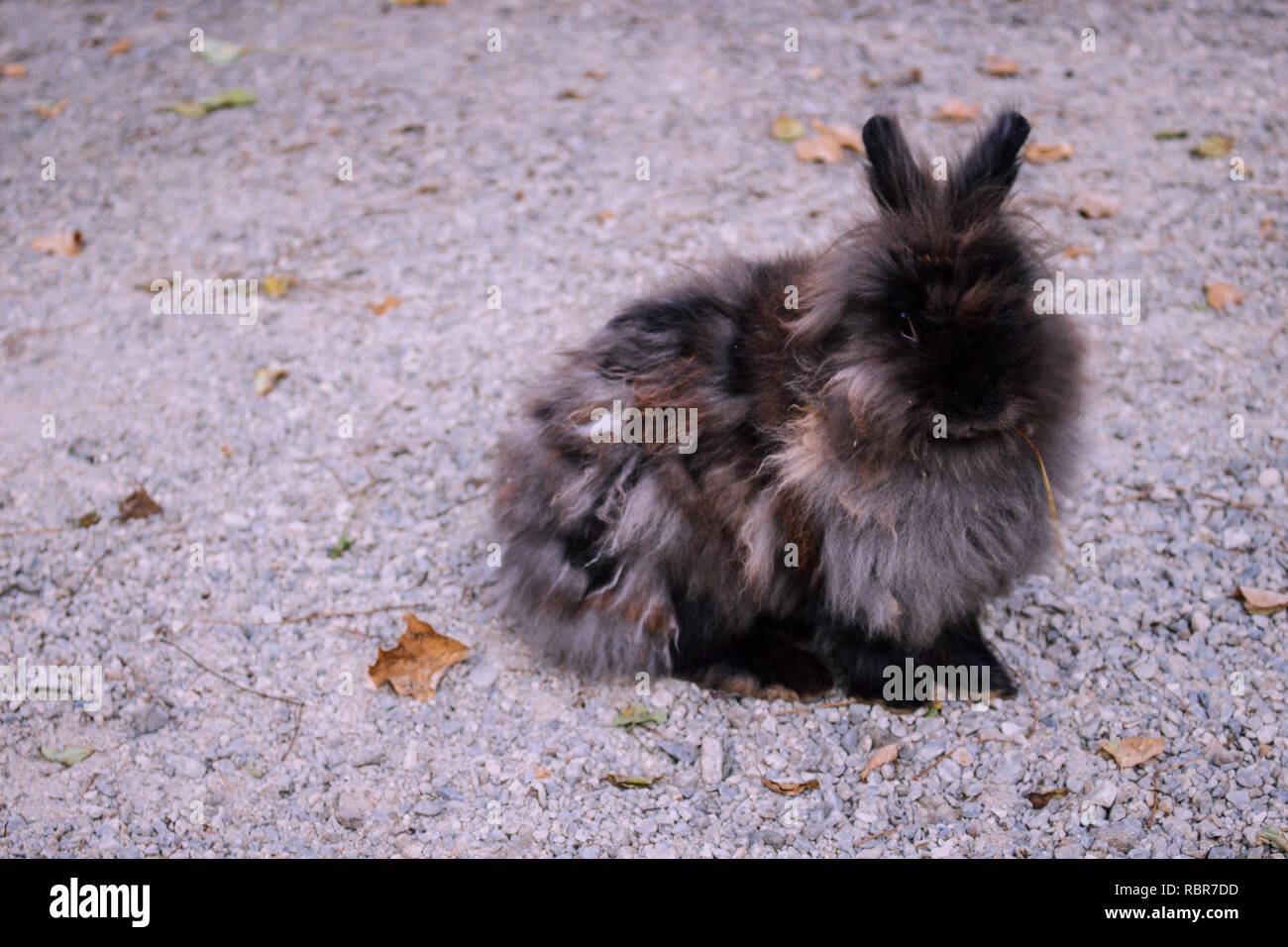 Rabbit. Fluffy gray rabbit in the Park of Benalmadena, Andalusia, Spain ...