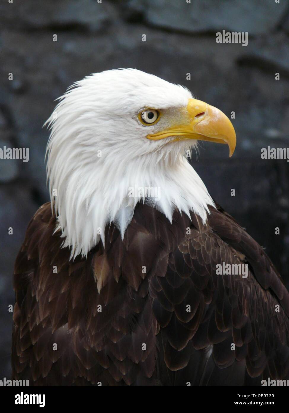 Bold eagle hi-res stock photography and images - Alamy