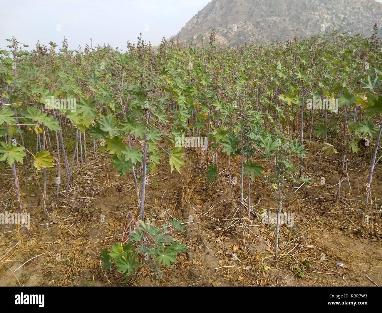 Field 2 hi-res stock photography and images - Alamy