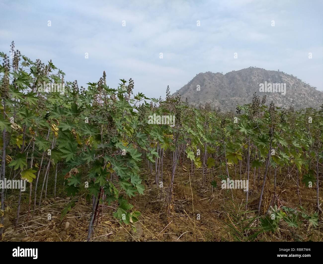 A castor field Stock Photo - Alamy