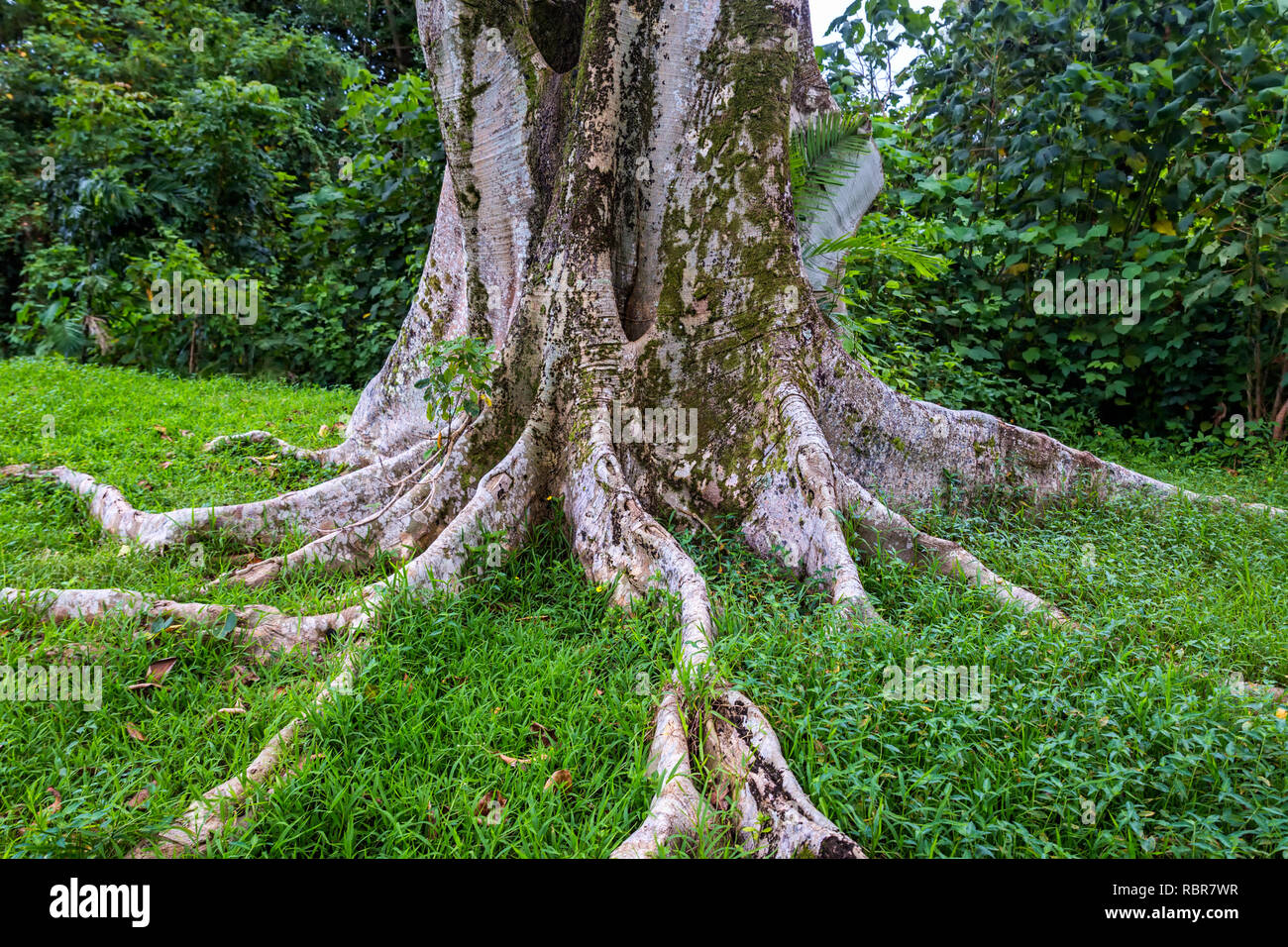 Huge tree with big mighty roots in tropical forest of Oahu, Hawaii ...