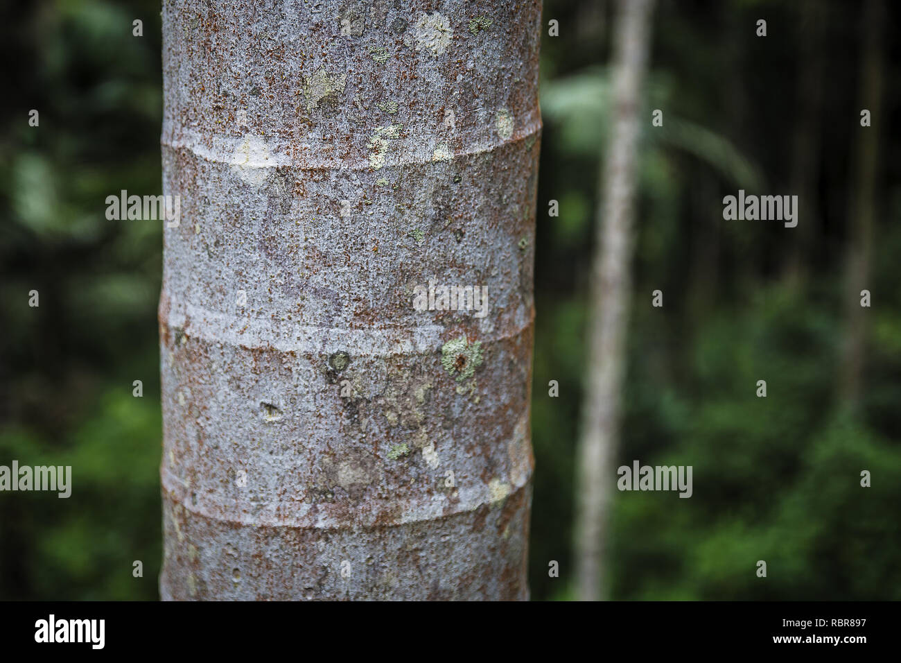 Palm tree trunk close view in tropical forest of Oahu, Hawaii Stock ...