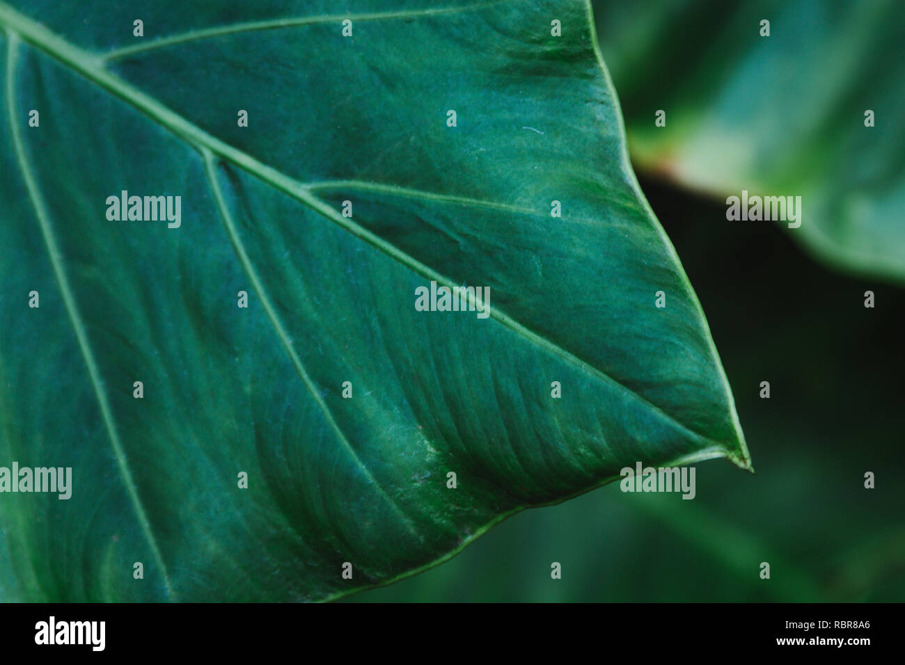 Big leaf background image taken in tropical forest of Hawaii Stock ...