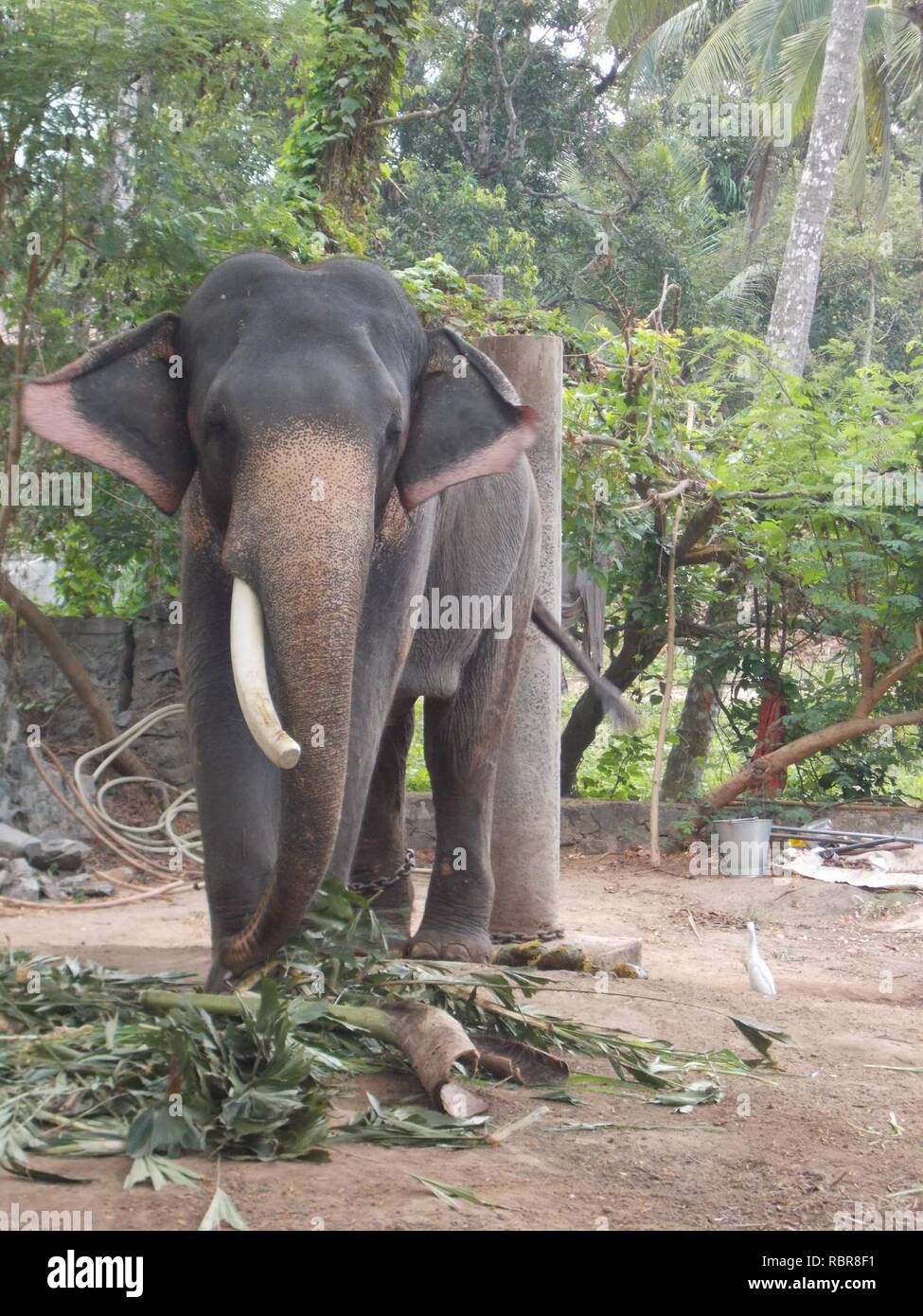 A 'SINGLE TUSK' Elephant Stock Photo - Alamy