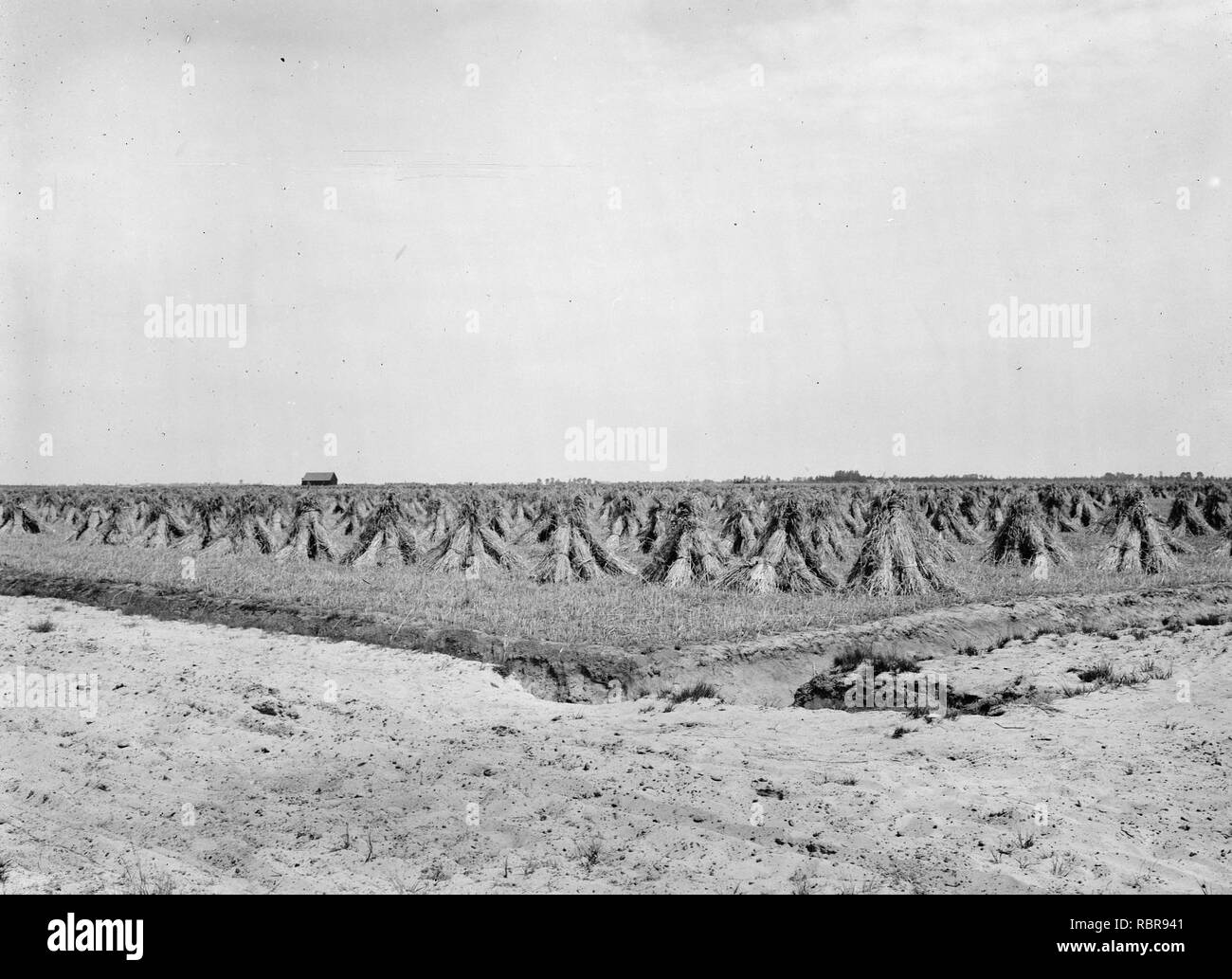 Schoof hi-res stock photography and images - Alamy