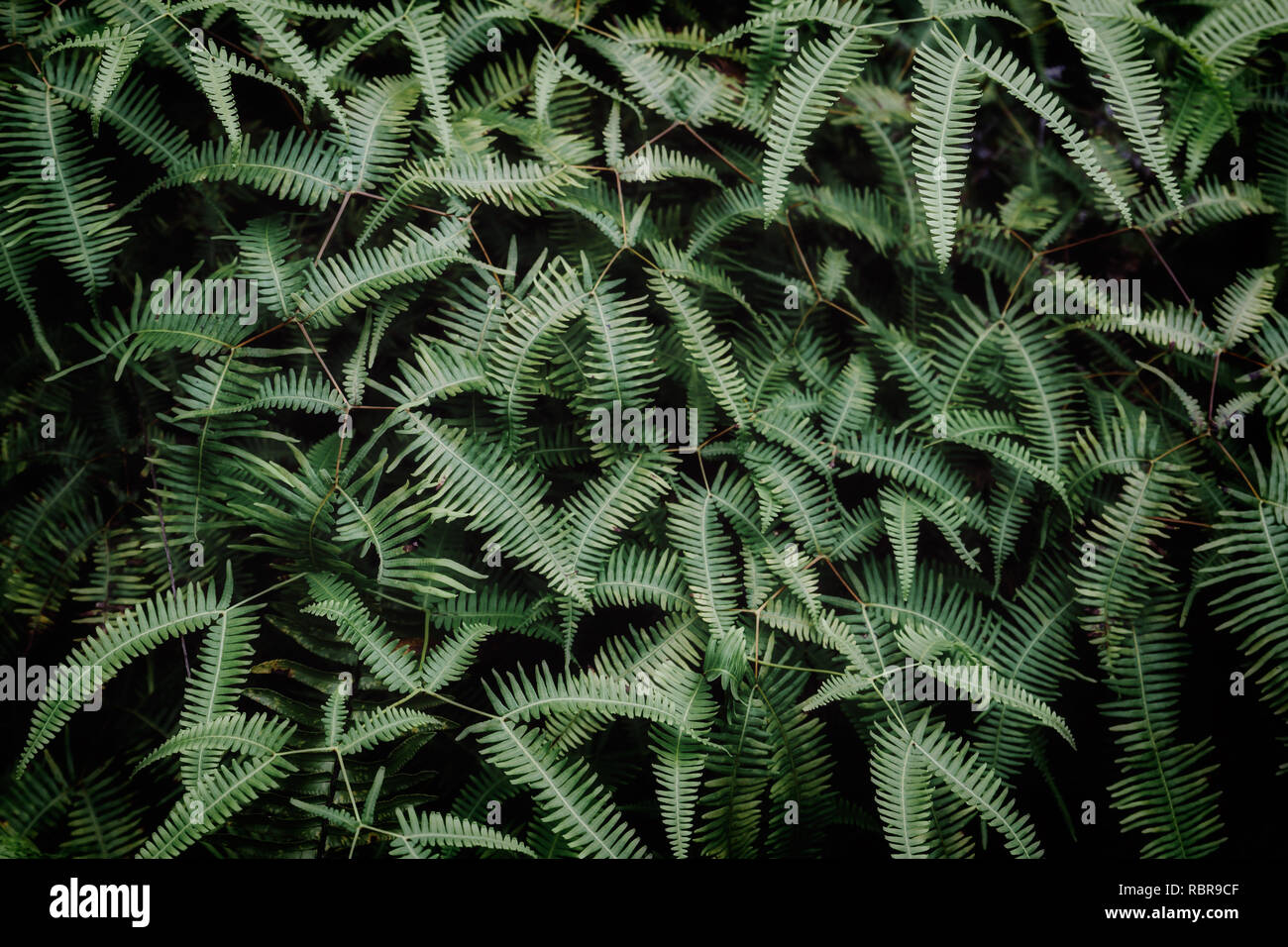 Dark foliage texture background image Stock Photo - Alamy