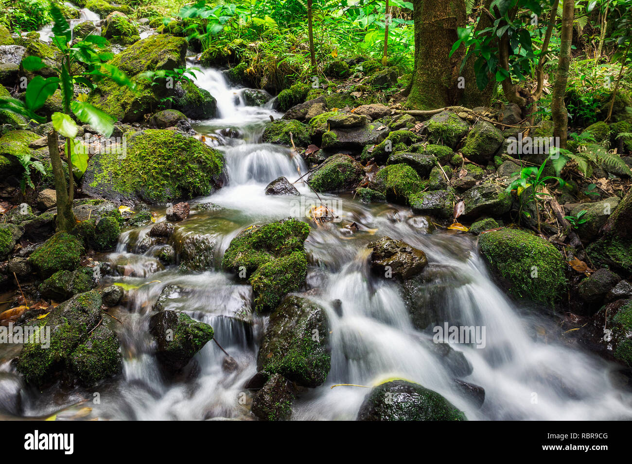 Hawaii oahu island rainforest hi-res stock photography and images - Alamy
