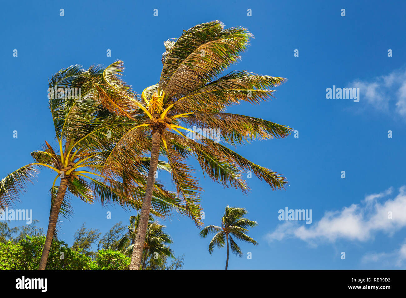 Palm trees blowing in the wind and cloudy blue sky background Stock ...