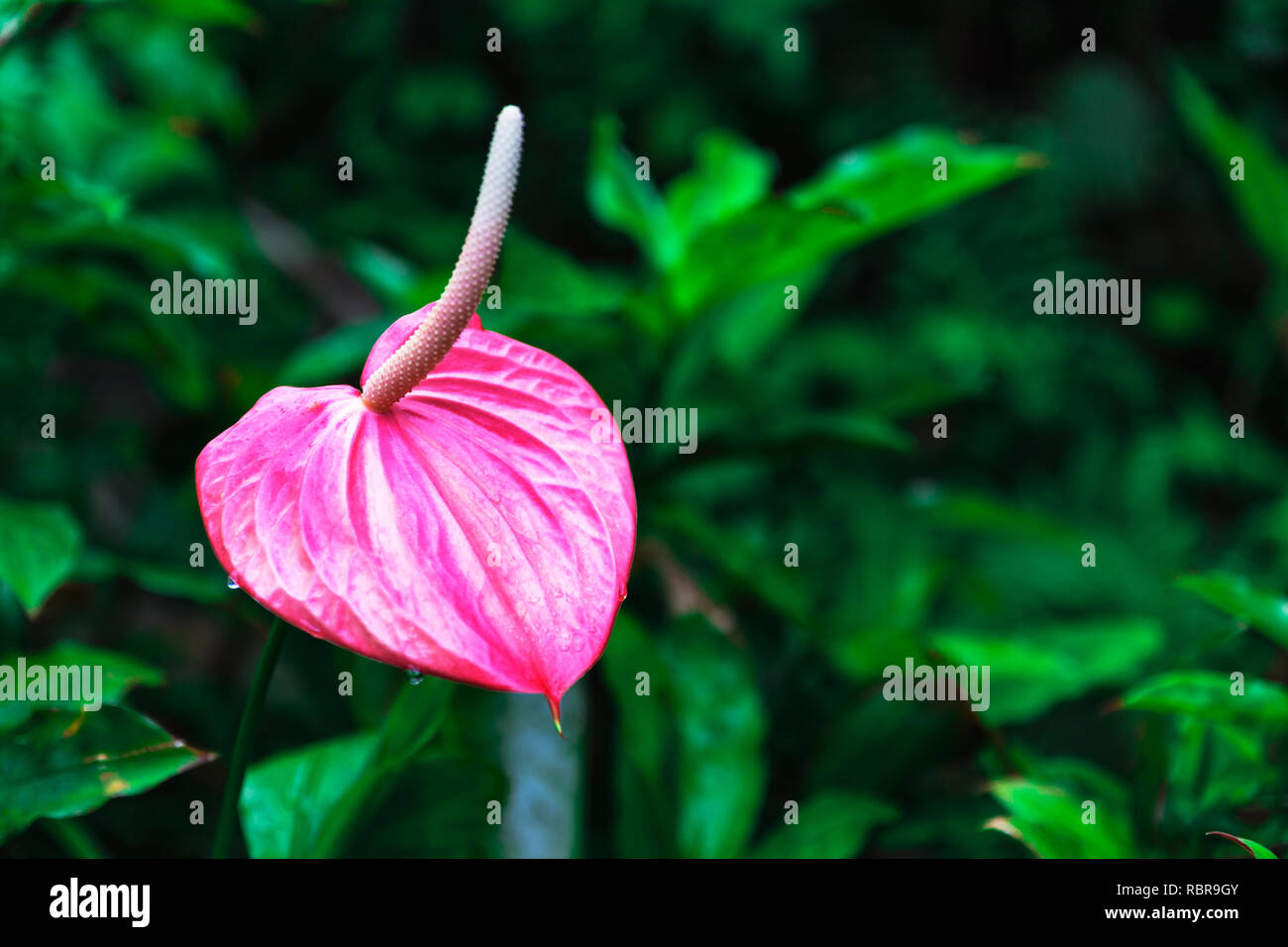 Anthurium tropical flower view in the garden, natural background image ...