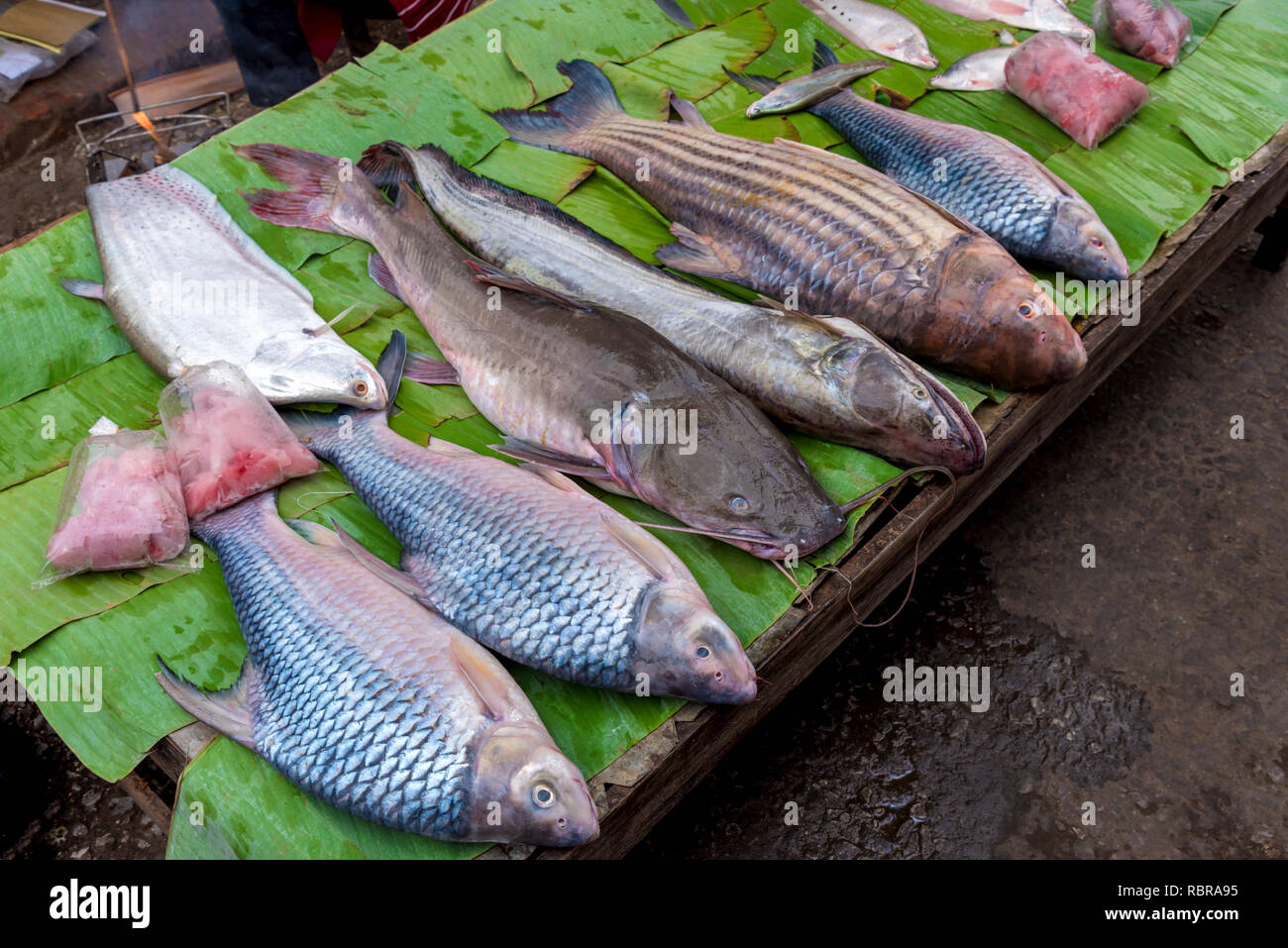 Silver laos fish hi-res stock photography and images - Alamy