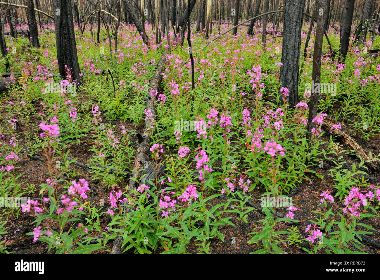 Blooming fireweed and blackened trees in a recent forest fire zone ...