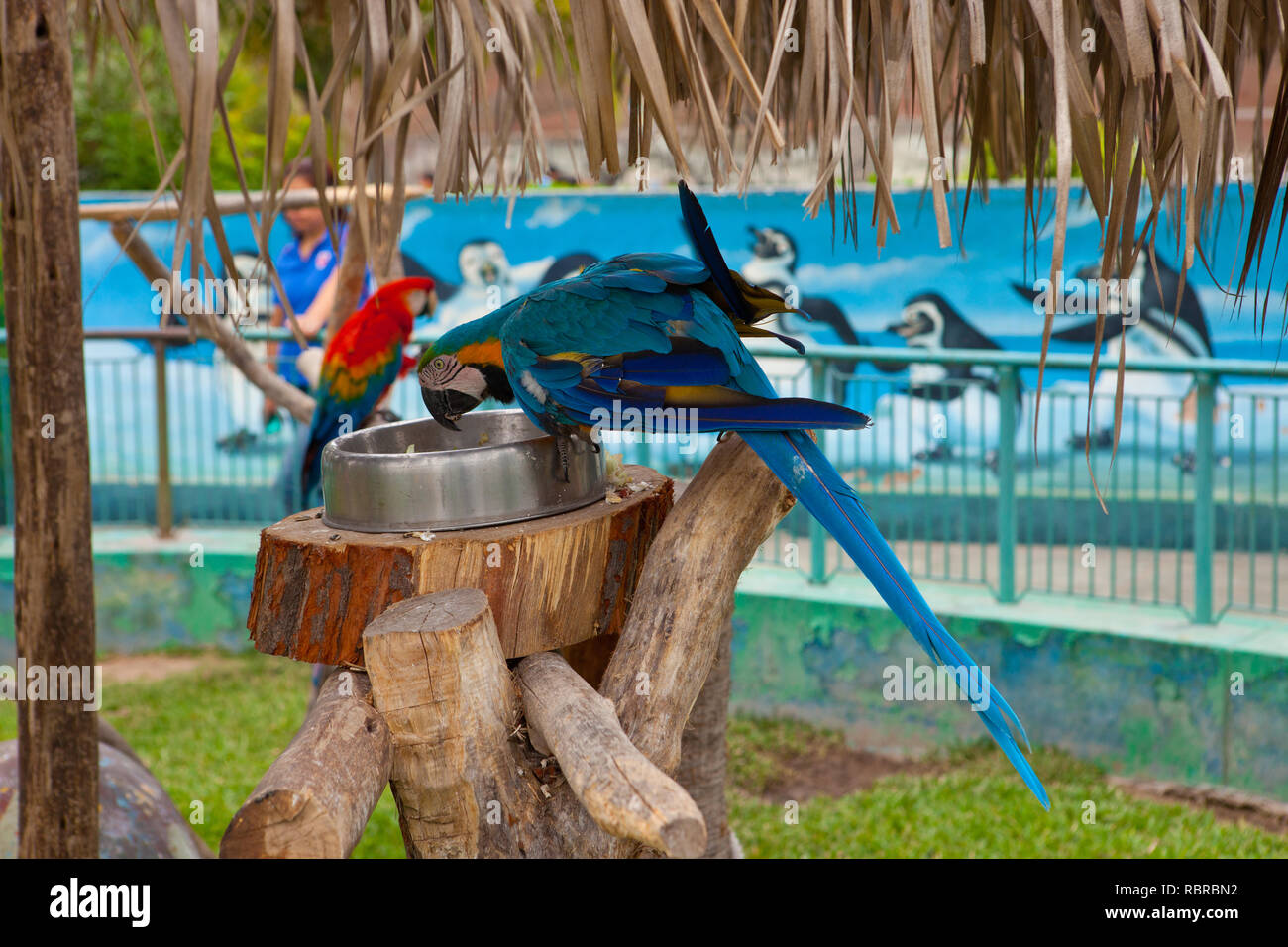 Parrot at the zoo of Lima in Peru Stock Photo - Alamy