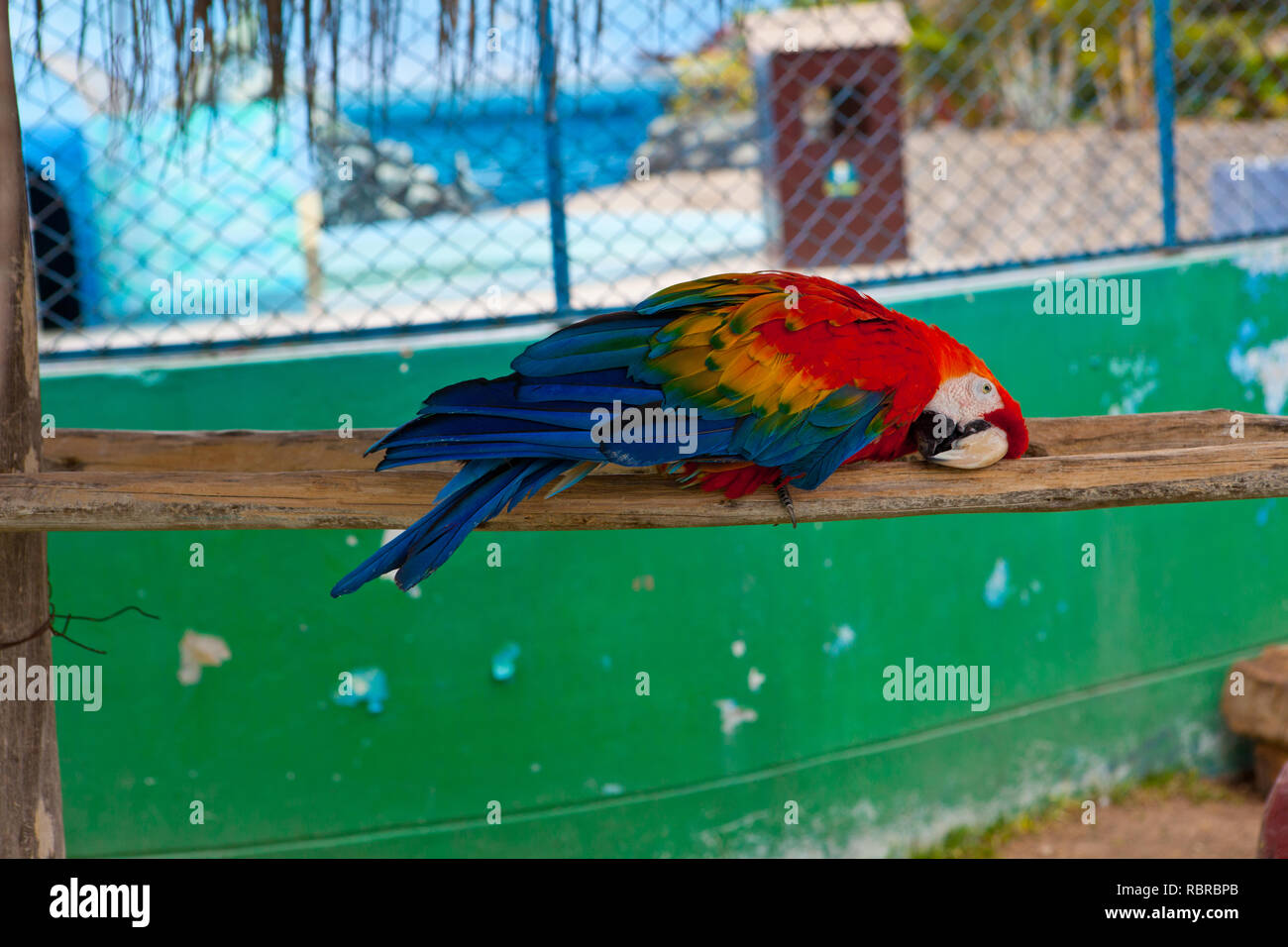 Zoo lima hi-res stock photography and images - Alamy
