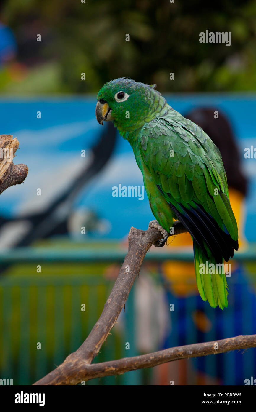 Parrot at the zoo of Lima in Peru Stock Photo - Alamy