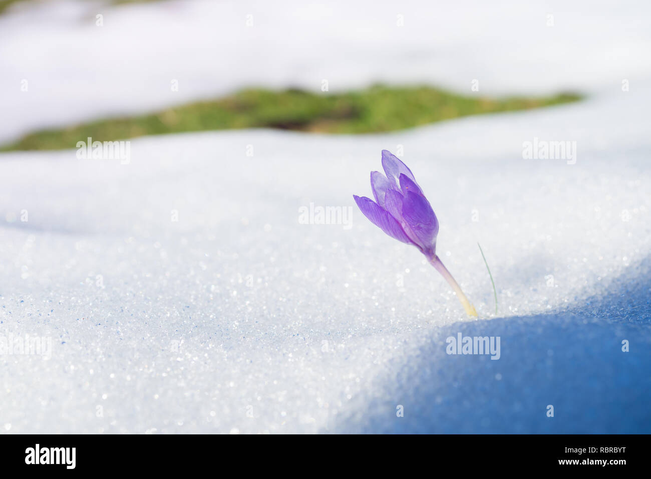 Early sprouting crocus hi-res stock photography and images - Alamy