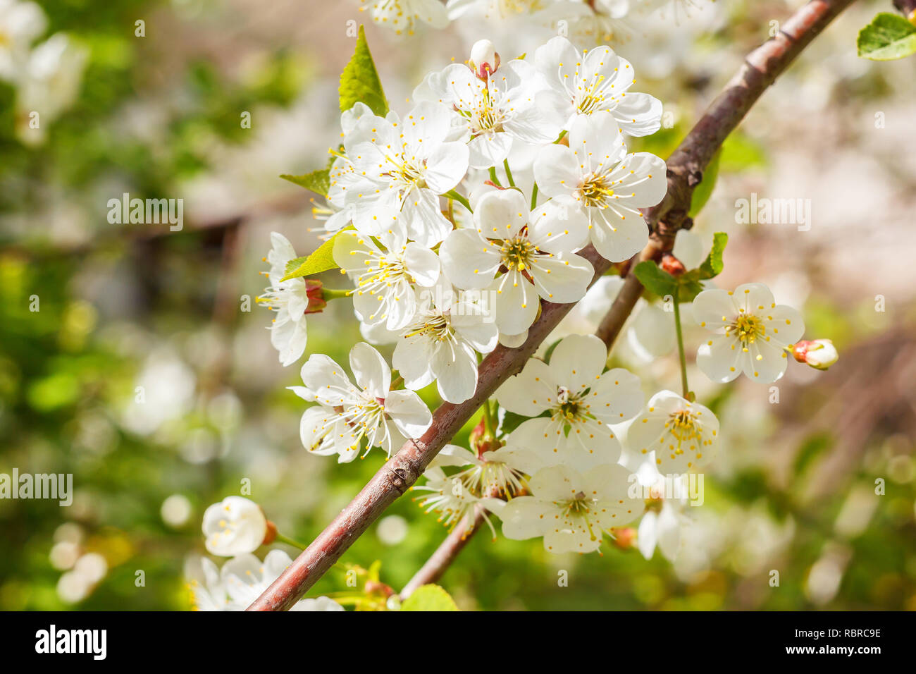Apple tree in bloom at spring Stock Photo - Alamy