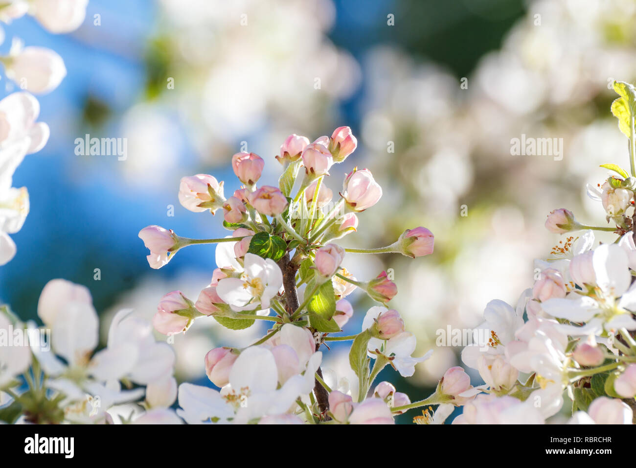 Pink buds of apple trees at spring Stock Photo - Alamy