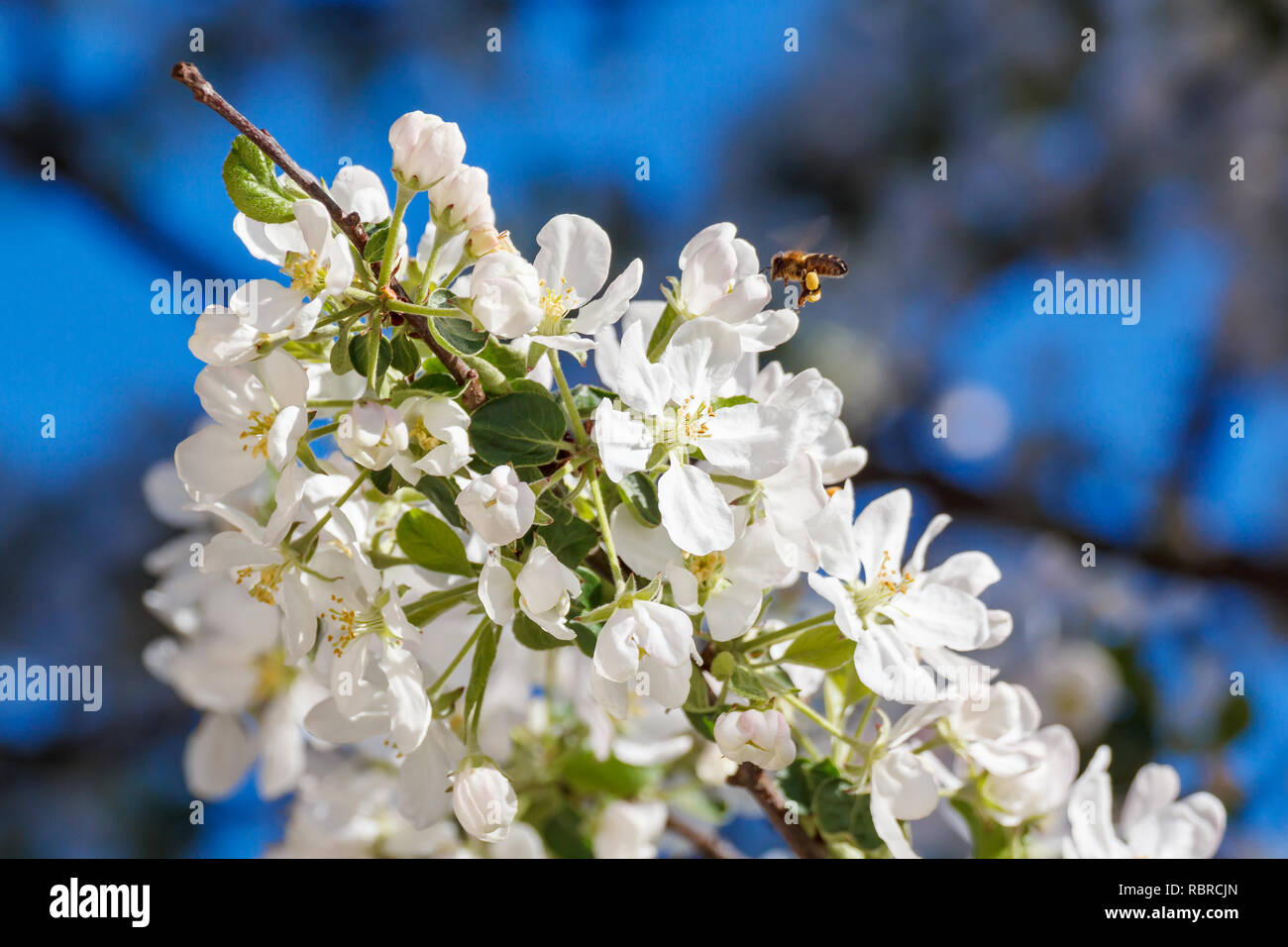 Pollination of apple trees hi-res stock photography and images - Alamy
