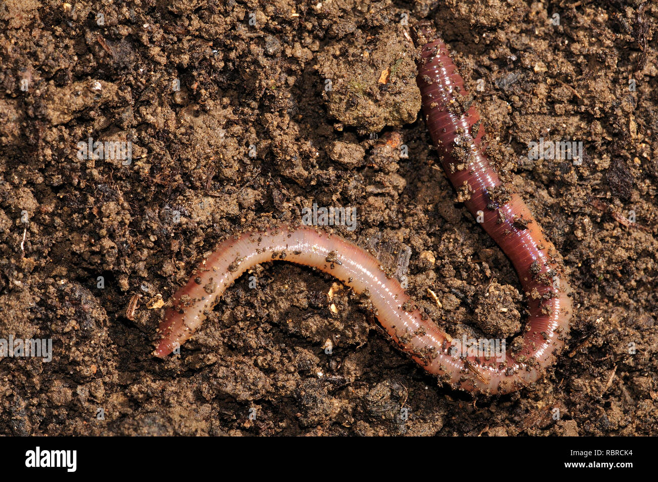 Earthworm hi-res stock photography and images - Alamy