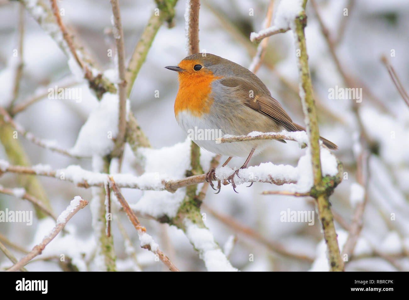 Friendly robins hi-res stock photography and images - Alamy