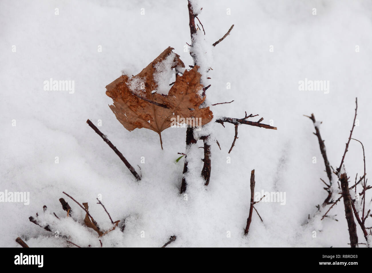 Sheet of snow hi-res stock photography and images - Alamy