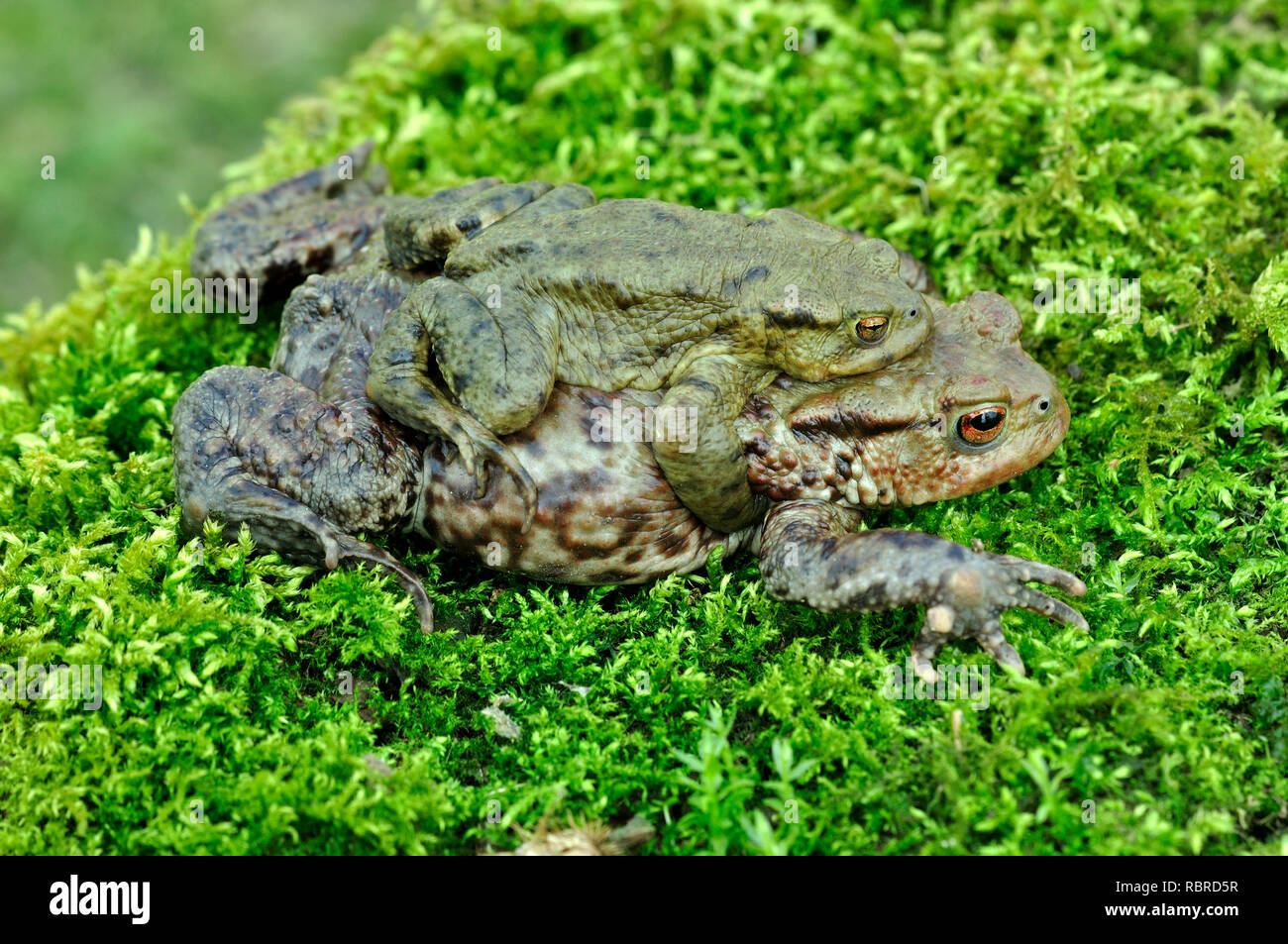 Common toads copulating. March Dorset, UK Stock Photo - Alamy