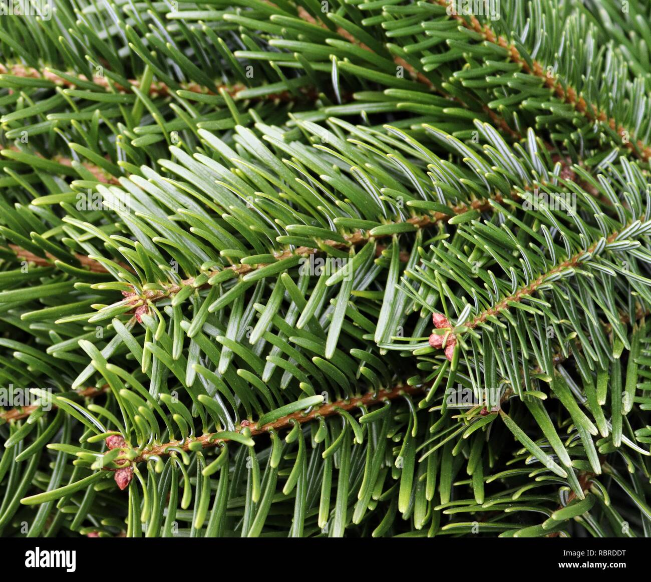 Colorful sparkling christmas decoration with lights on pine trees Stock ...