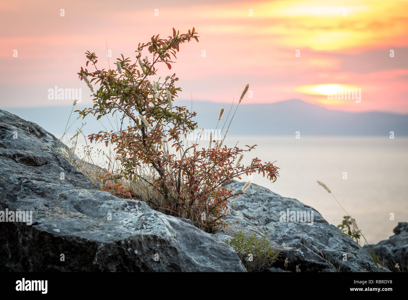 There is bush or plant on the cliff rocks and sunset over the sea Stock ...