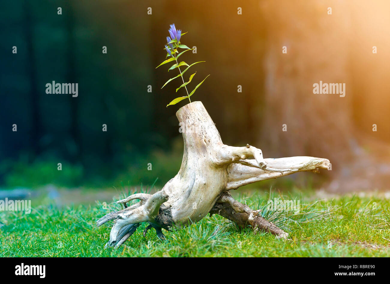 Photo of the abstract stub in the nature with blurred dark background ...