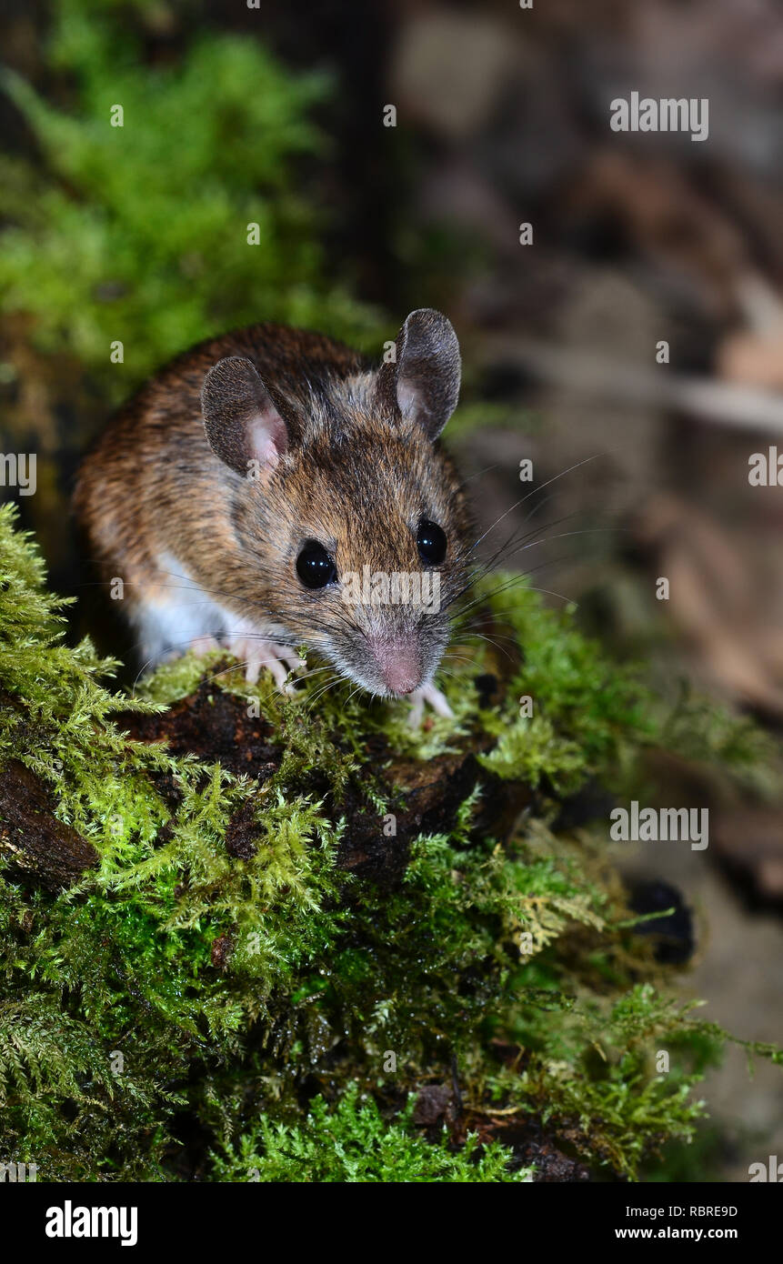 wood mouse apodemus sylvaticus Stock Photo - Alamy wood mouse apodemus sylvaticus Stock Photo - Alamy